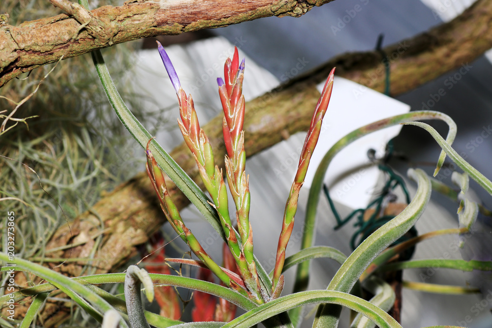 The bromeliads, also called pineapple plants, are a plant family in the ...