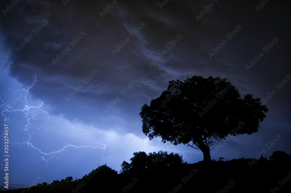 Thunderstorm, lightning, tree, holm oak Stock Photo | Adobe Stock
