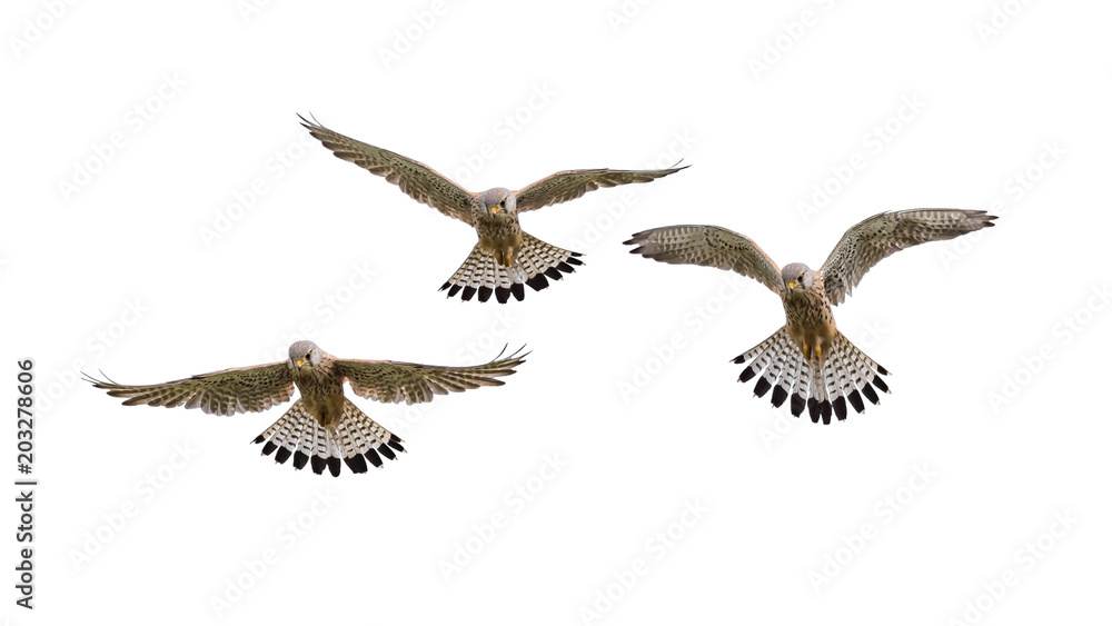 Falke im Flug, freigestellt Stock Photo | Adobe Stock