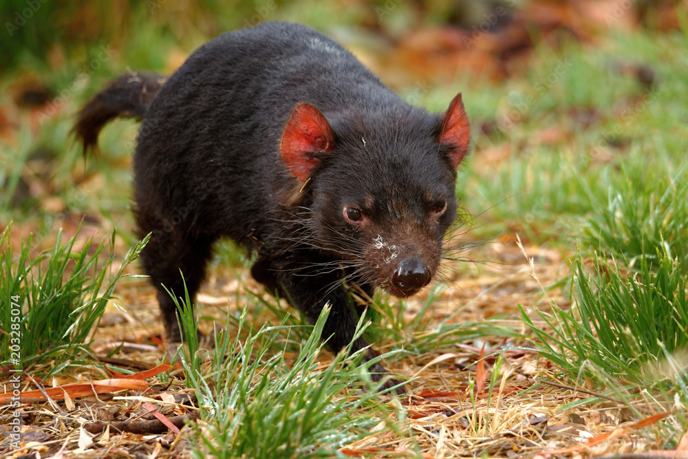 The Tasmanian devil (Sarcophilus harrisii) is a carnivorous marsupial ...