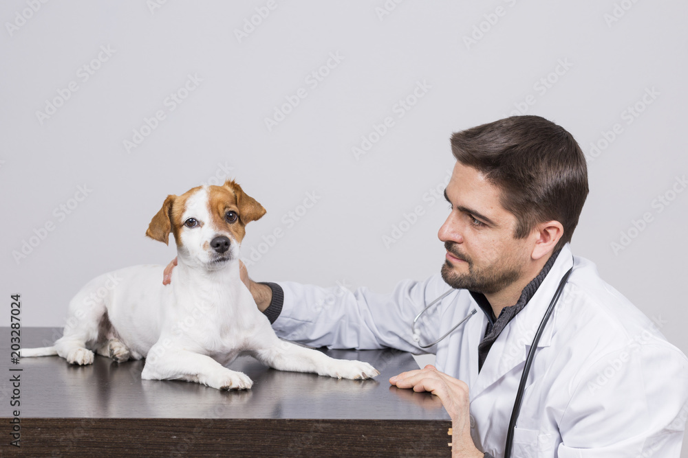 young veterinarian man examining a cute small dog by using stethoscope ...