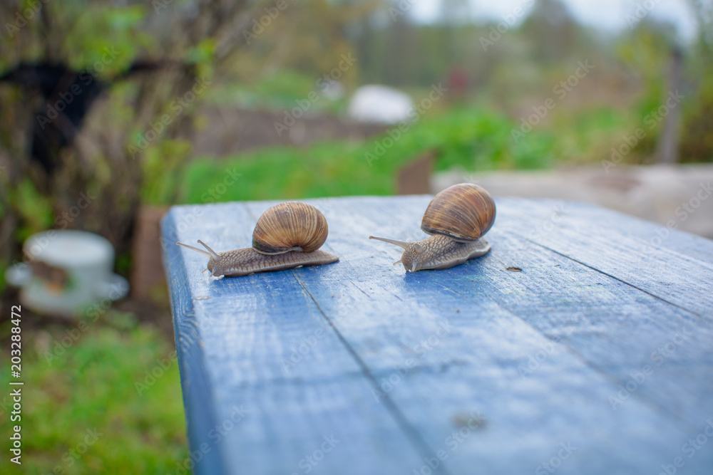 two snails crawling on a wooden bench on a background of green nature ...