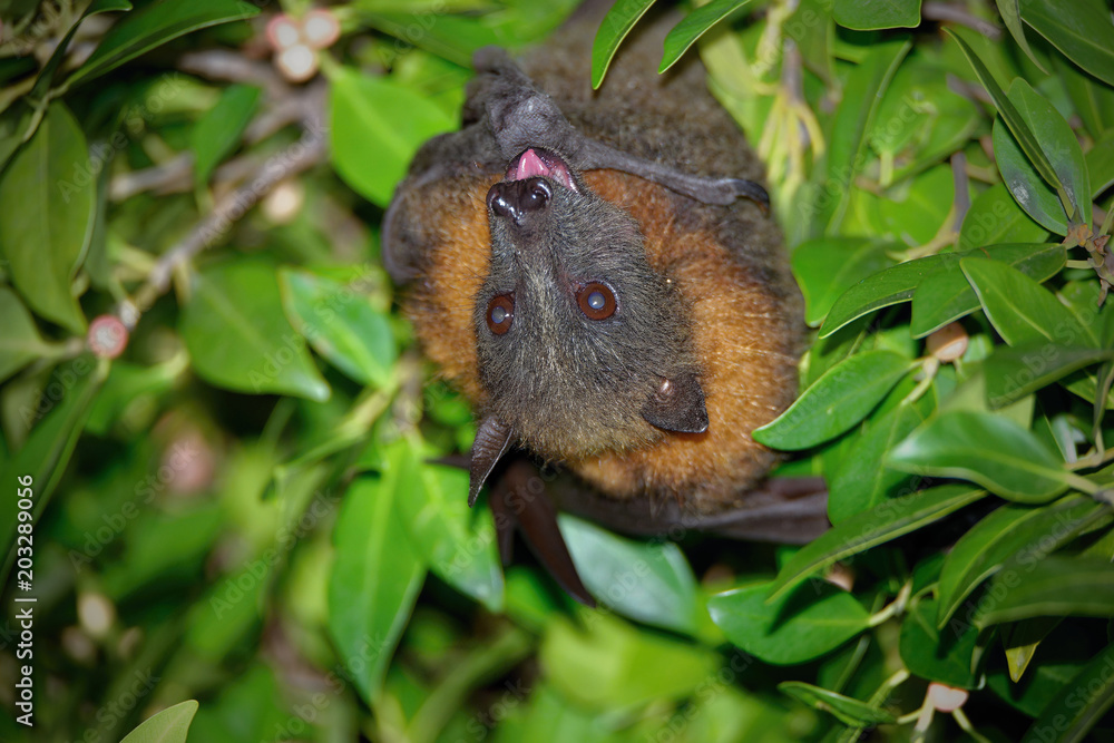 The grey-headed flying fox Pteropus poliocephalus is the largest bat in ...