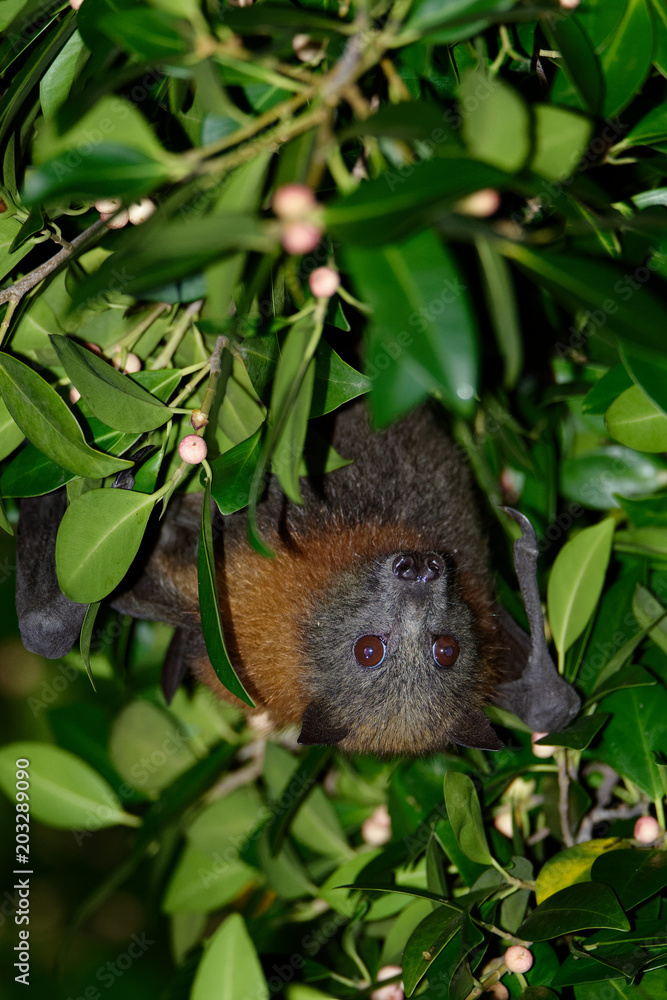The grey-headed flying fox Pteropus poliocephalus is the largest bat in ...