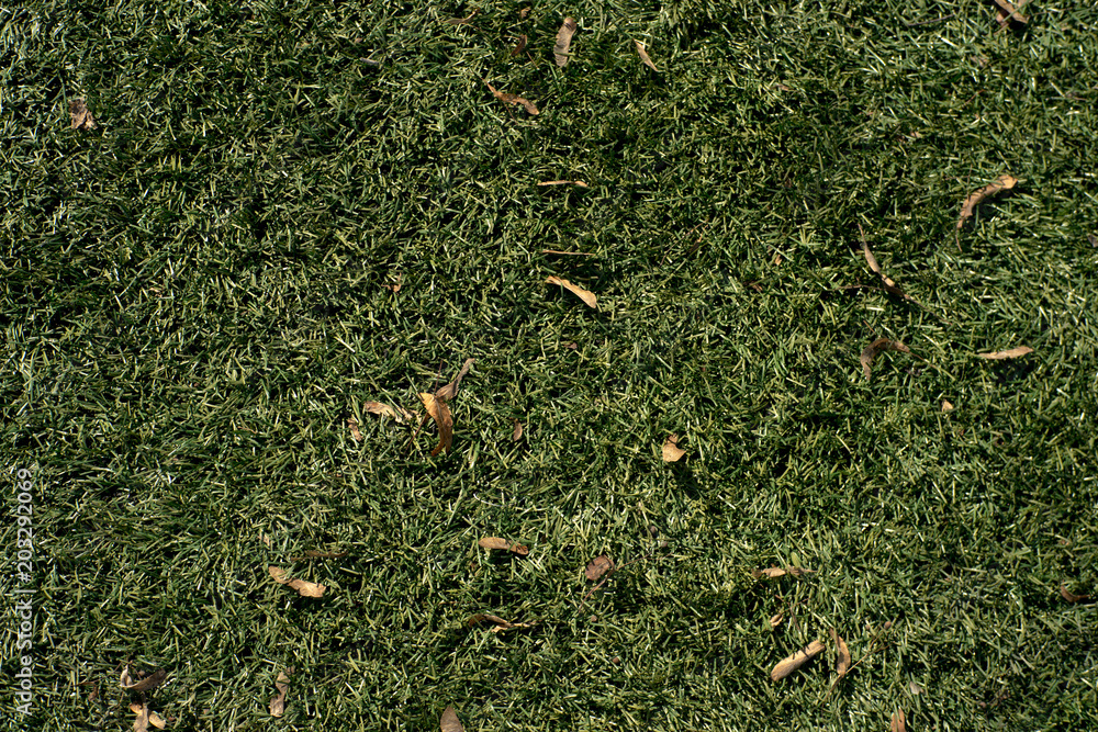 Mid-high lawn with leaves and water drops texture. Park lawn texture ...