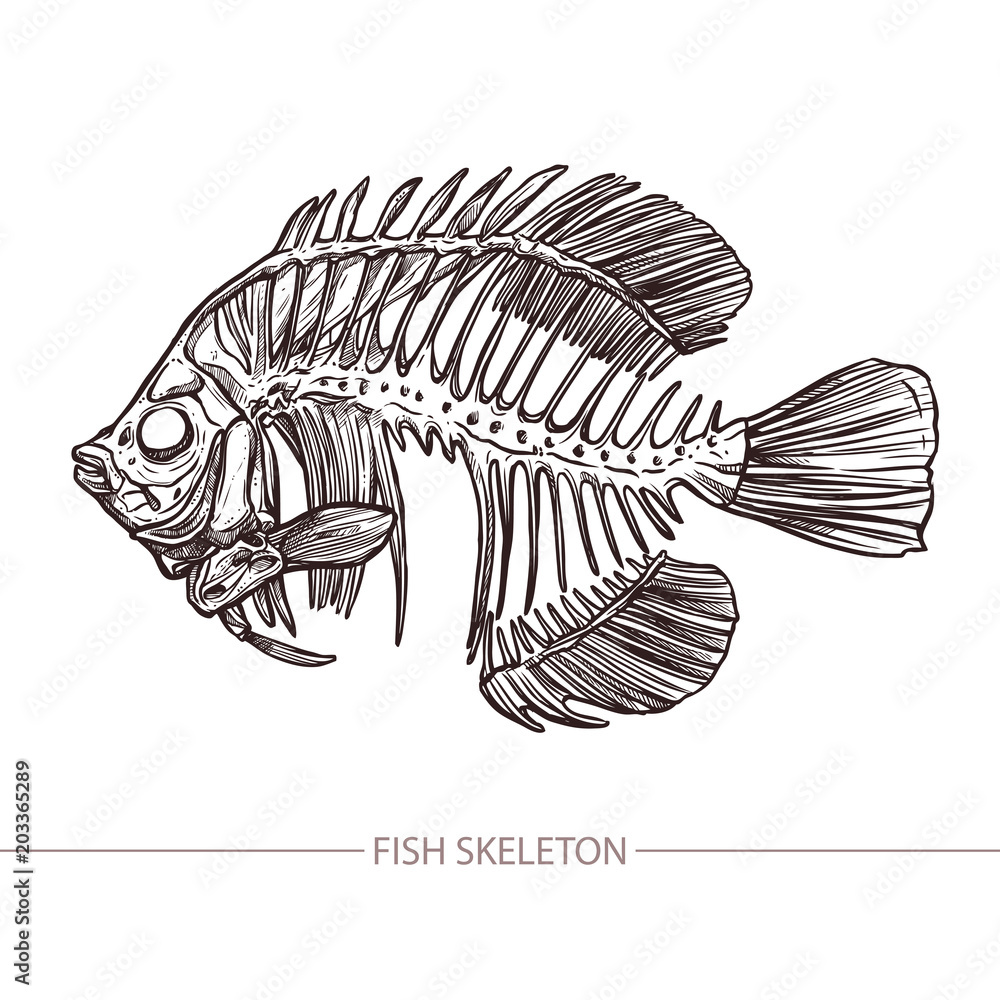 Fish Skeleton. Hand Drawn Sketch Style. Fashion Print And Hipster ...
