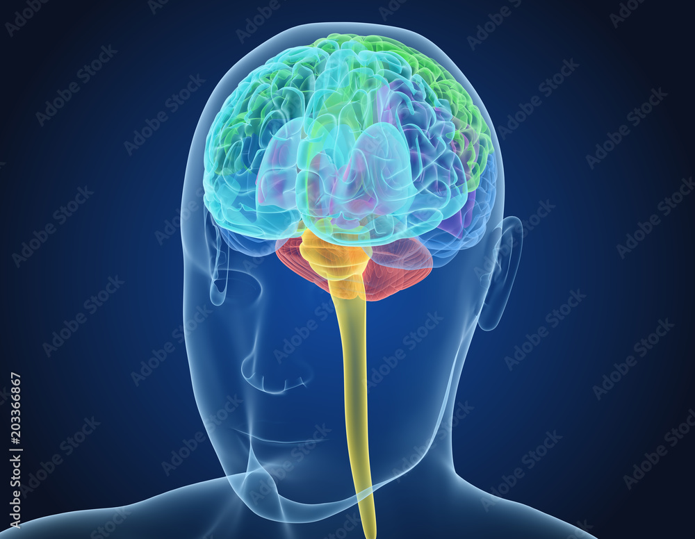 Human brain X-ray scan , Medically accurate 3D illustration Stock ...