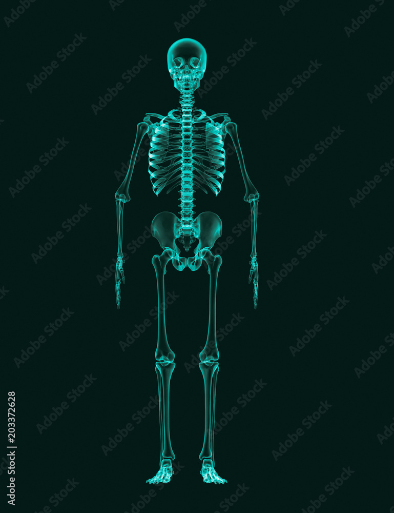X-Ray effect image of complete human skeleton viewed from the front ...
