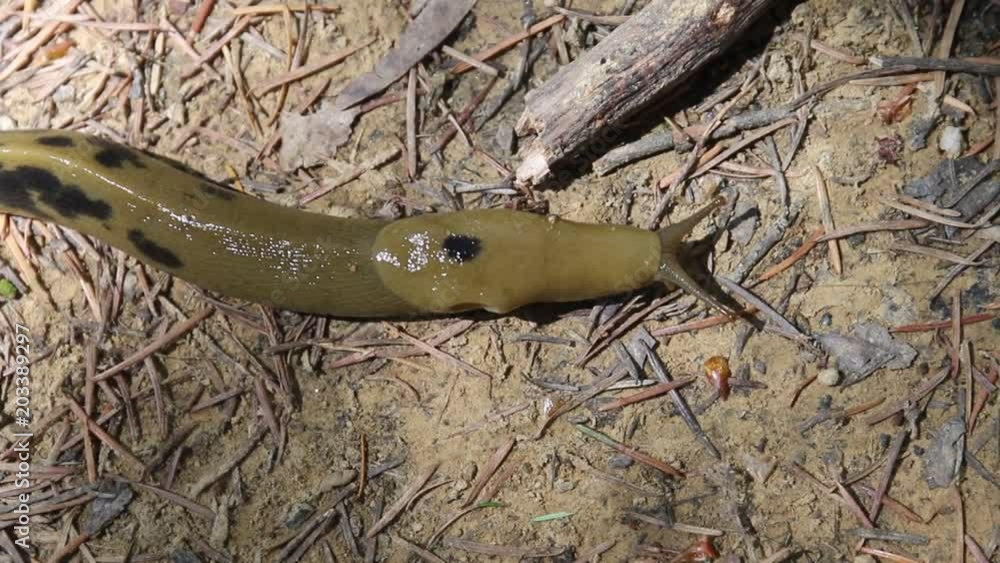 Banana Slugs- Armstrong Redwoods State Natural Reserve, California ...
