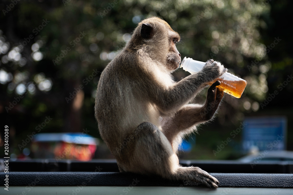 Funny Monkeys Drinking