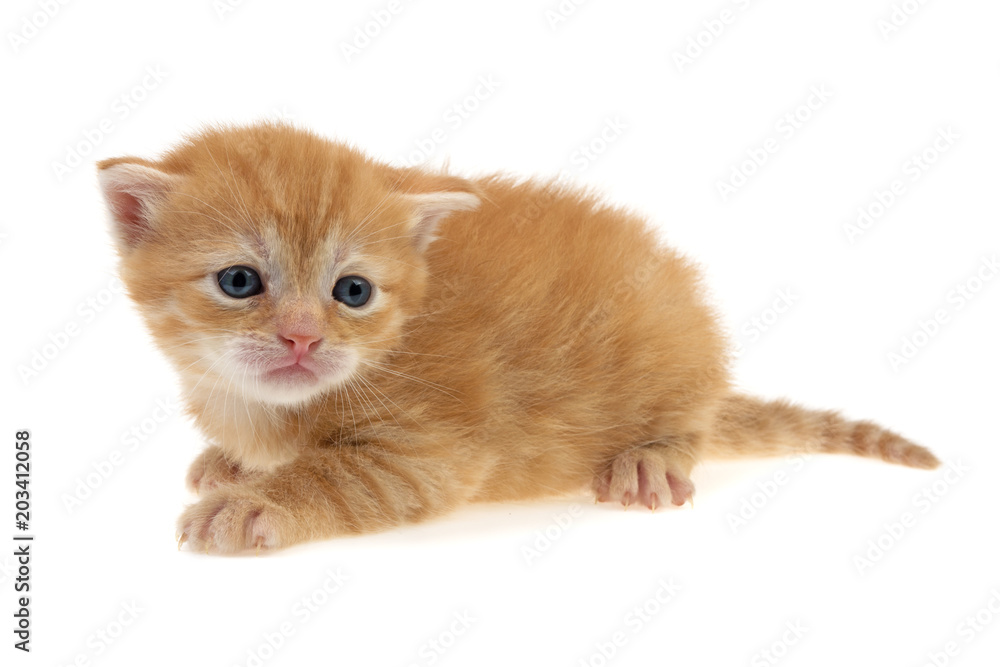 Sad Kitten White Background