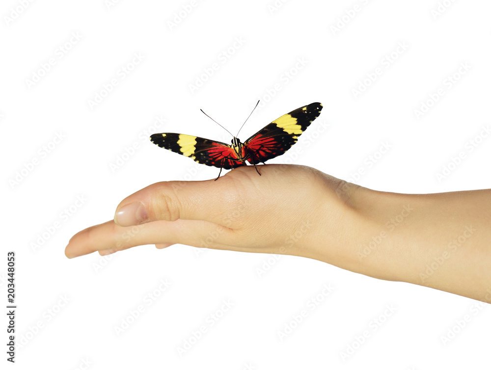 Red cracker butterfly, Hamadryas amphinome, sits on girl's palm. The ...