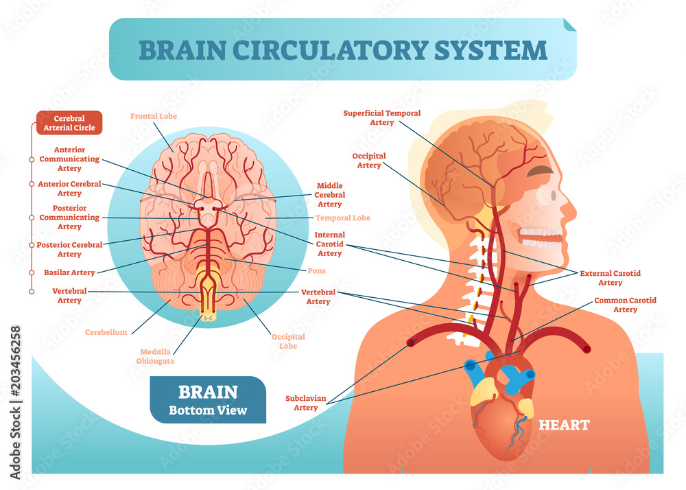 Brain circulatory system anatomical vector illustration diagram. Human ...