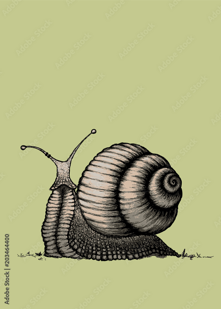 Snail Pencil Sketch