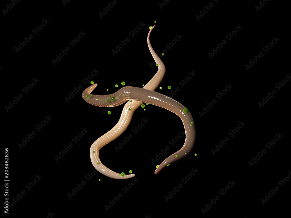 3d Illustration of parasitic roundworm isolated black background Stock ...