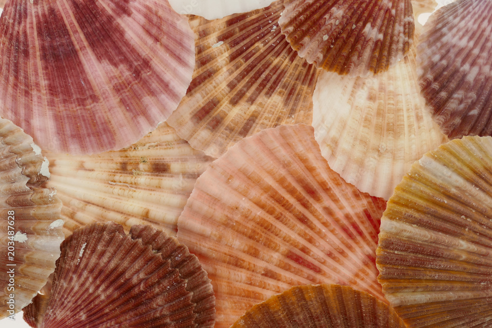 scallop shell background. sea scallop ( Pectinidae) sink background ...