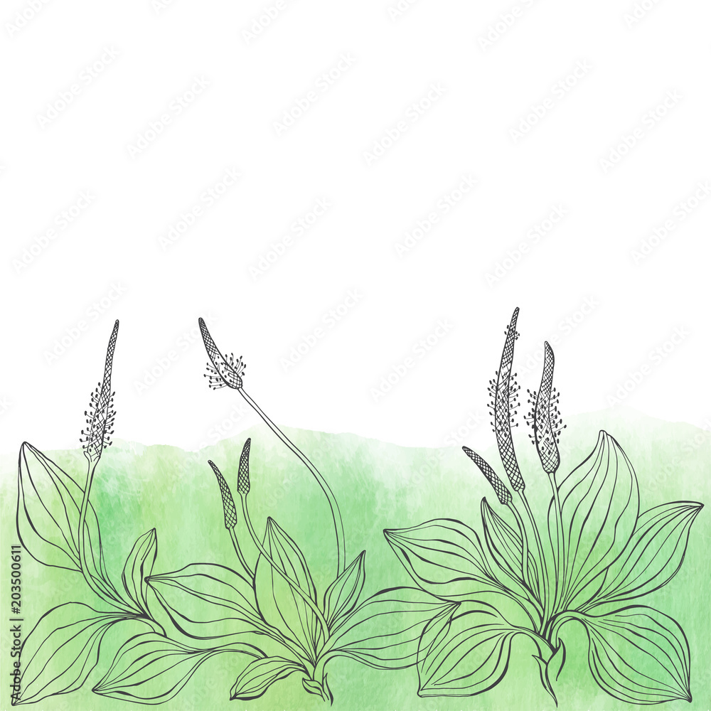 Floral vector background with plantains and space for text on a ...