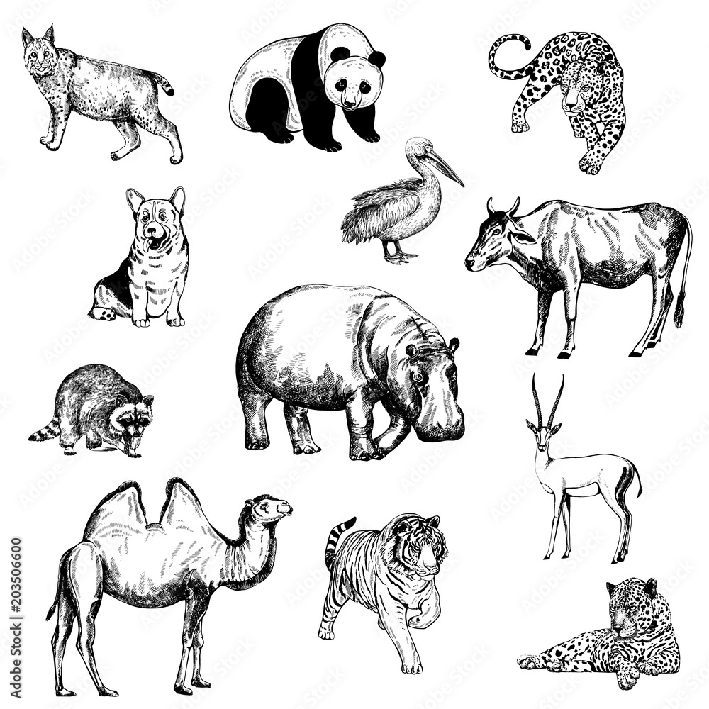Set of hand drawn sketch style animals and bird isolated on white ...