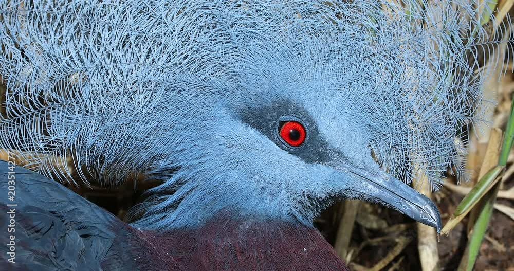 Southern Crowned Pigeon Close Up Head Portrait, Red Eye. Also Known As ...