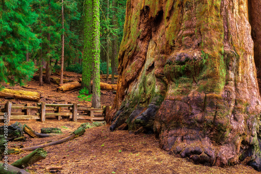 Ancient General Sherman Tree in Sequoia National Park Stock Photo ...