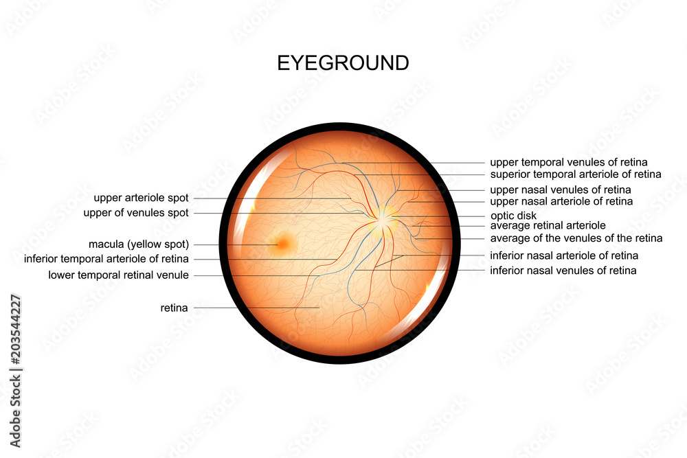 anatomy of the fundus Stock Vector | Adobe Stock