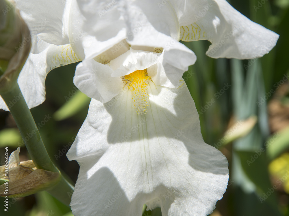Pollen glows orange inside a White iris flower. Stock Photo | Adobe Stock