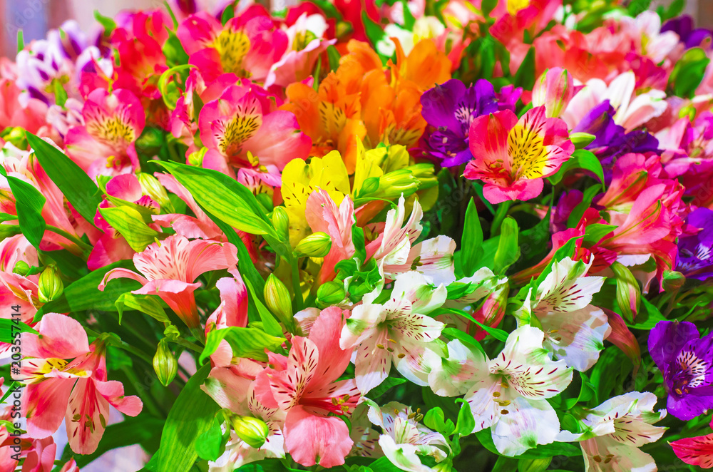 Multicolored flowers in a bouquet. Beautiful nature background Stock ...
