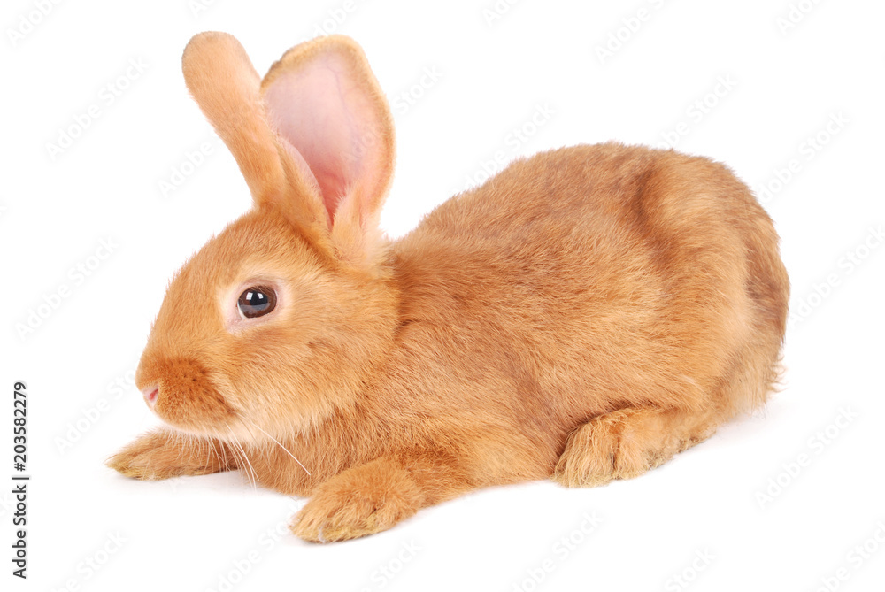 Little orange rabbit Stock Photo | Adobe Stock