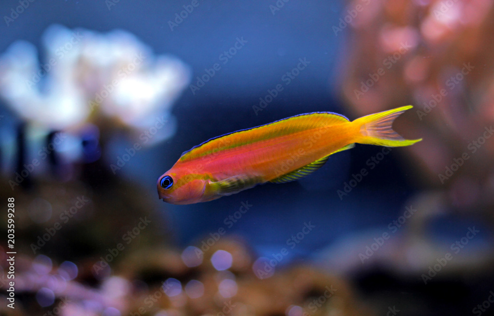Midas Blenny