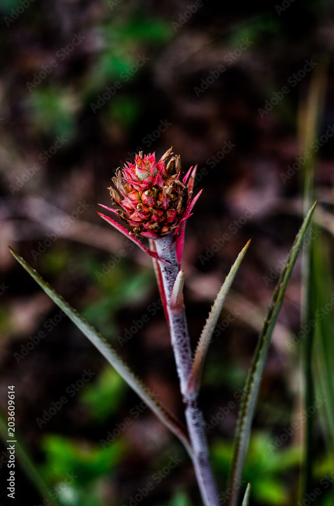 Plantas, flores e frutos do Cerrado brasileiro, um dos mais importantes ...