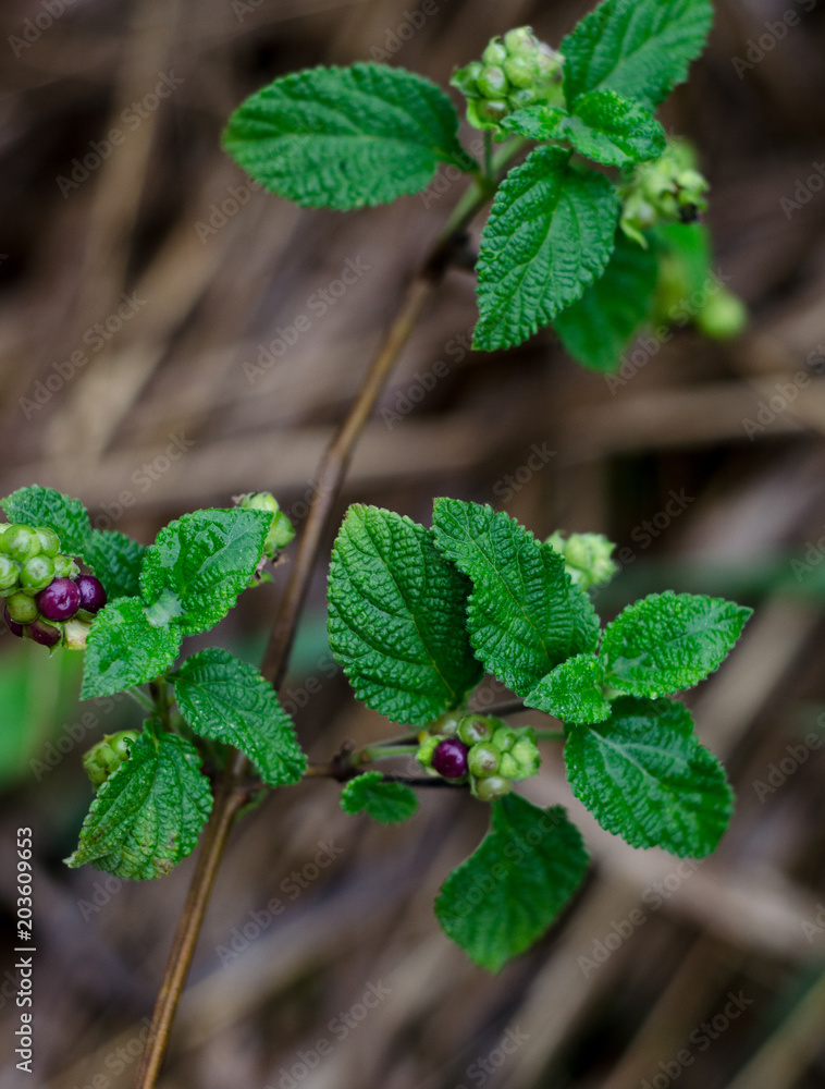 Plantas, flores e frutos do Cerrado brasileiro, um dos mais importantes ...