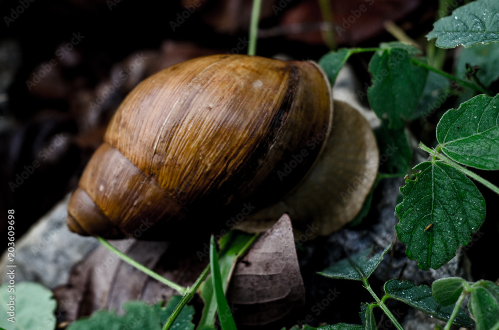 Plantas, flores e frutos do Cerrado brasileiro, um dos mais importantes ...