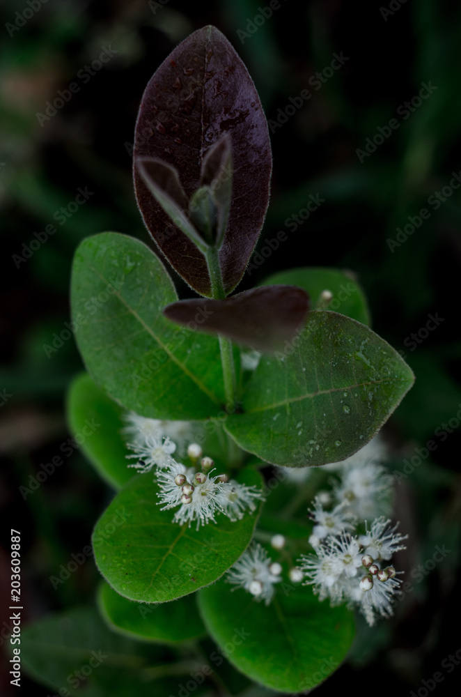 Plantas, flores e frutos do Cerrado brasileiro, um dos mais importantes ...