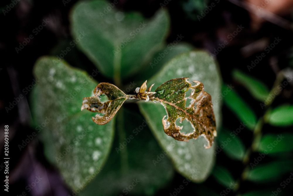 Plantas, flores e frutos do Cerrado brasileiro, um dos mais importantes ...