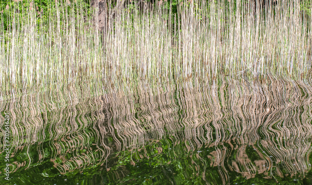 Parallel Lines In Nature