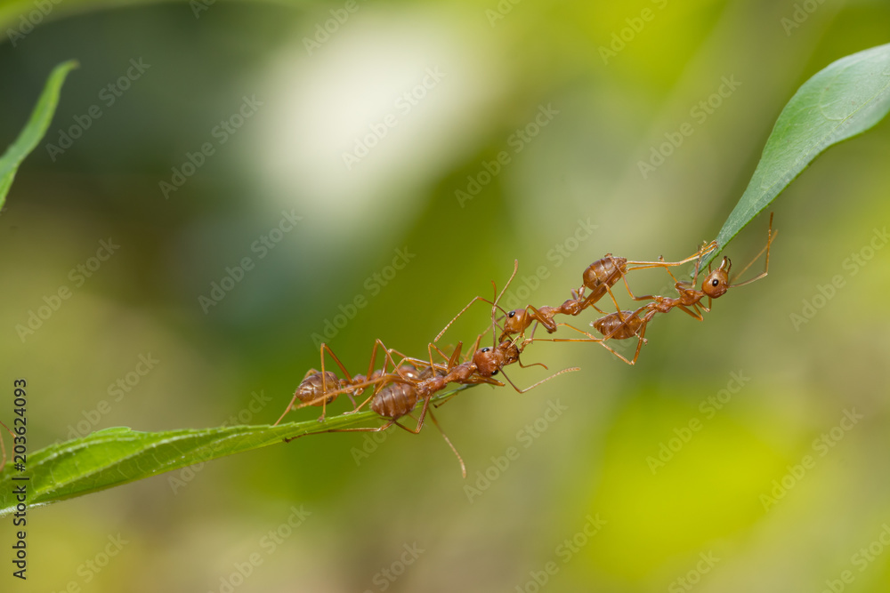 Ant action standing.Ant bridge unity team,Concept team work together ...