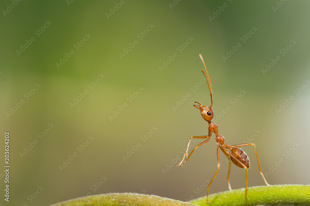 Ant action standing on green blur background,design for natural ...