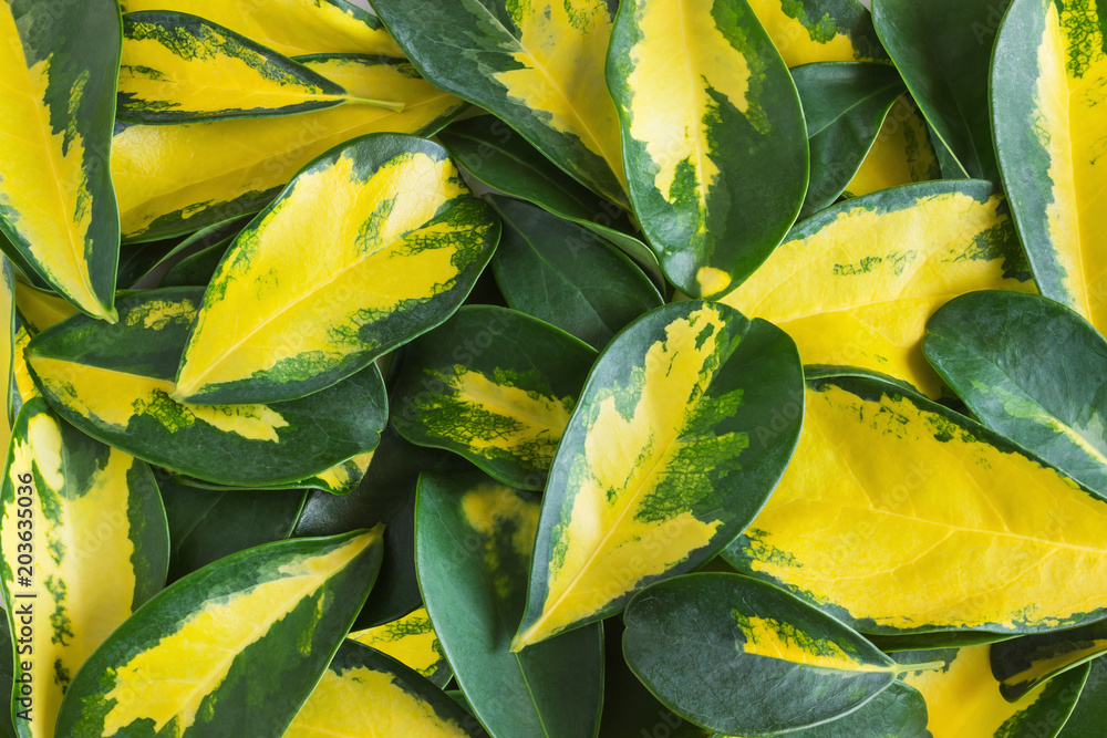 Variegated yellow and green leaves of dwarf umbrella plant Schefflera ...