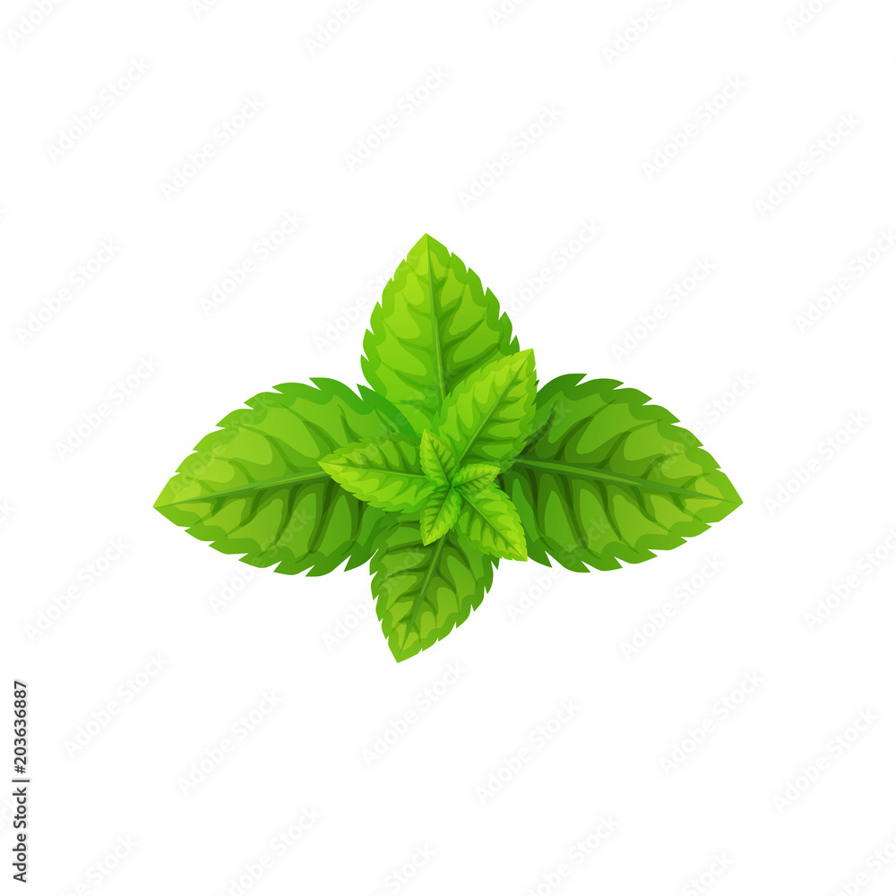 Vector green mint leaves isolated on a white background. Herbal plant ...