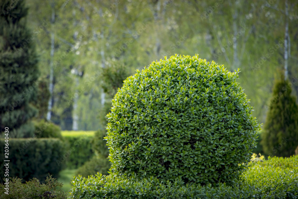 Wild Privet Ligustrum hedge nature texture A sample of topiary art ...
