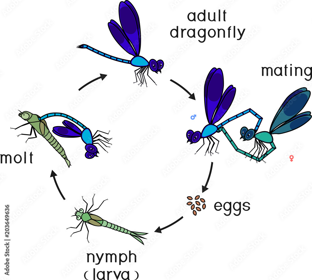 Vetor de Life cycle of dragonfly. Sequence of stages of development of dragonfly from egg to ...