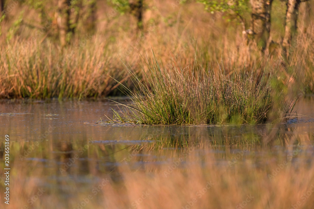 Tall grasses in wetland in morning sunlight. Stock Photo | Adobe Stock