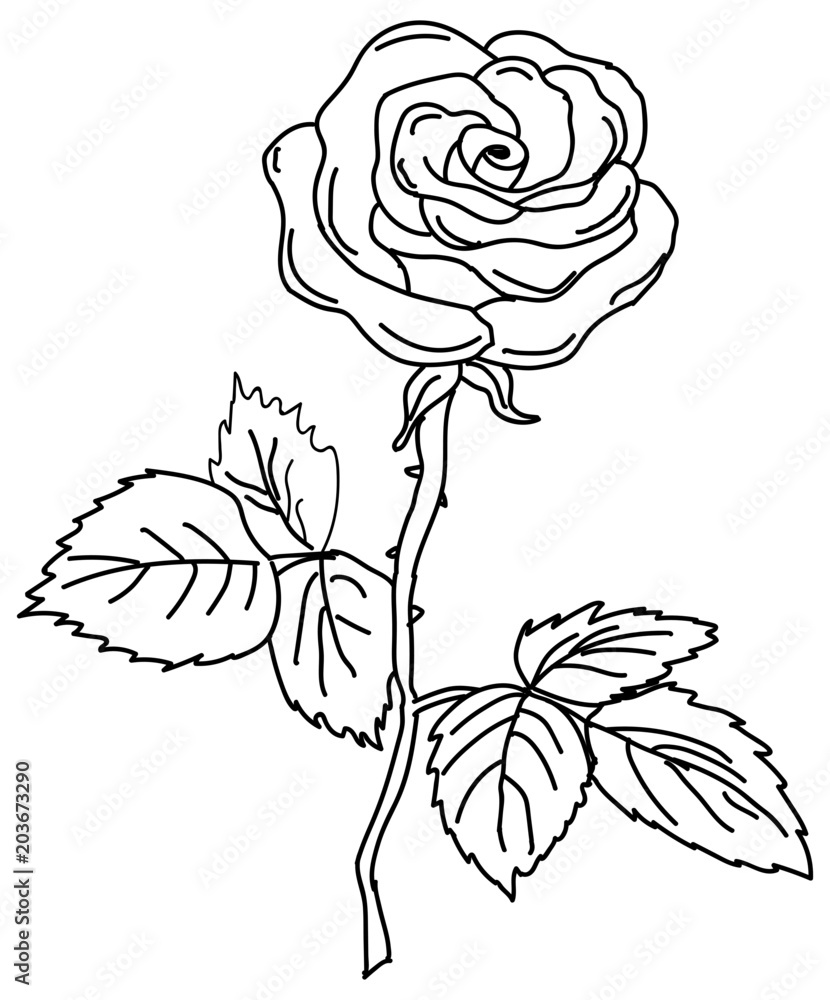 Rose gezeichnet Stock Vector | Adobe Stock