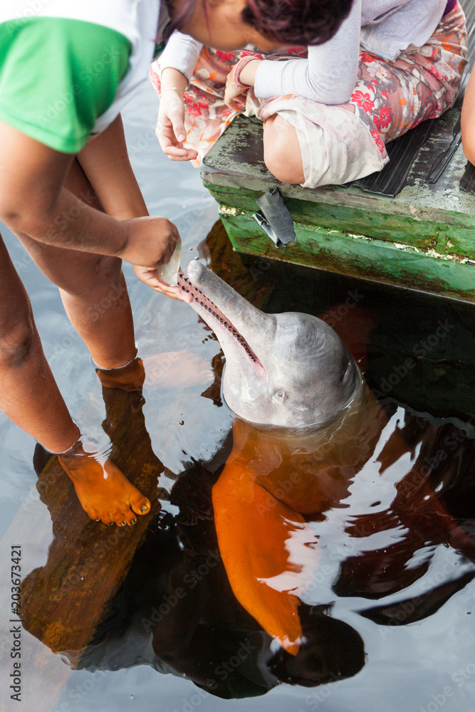 A rare pink dolphin eating fish from the hand of a biologist in a ...