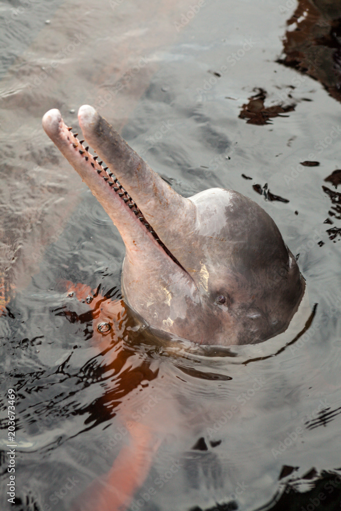 A rare pink dolphin "boto cor de rosa" swimming on the Negro River in ...