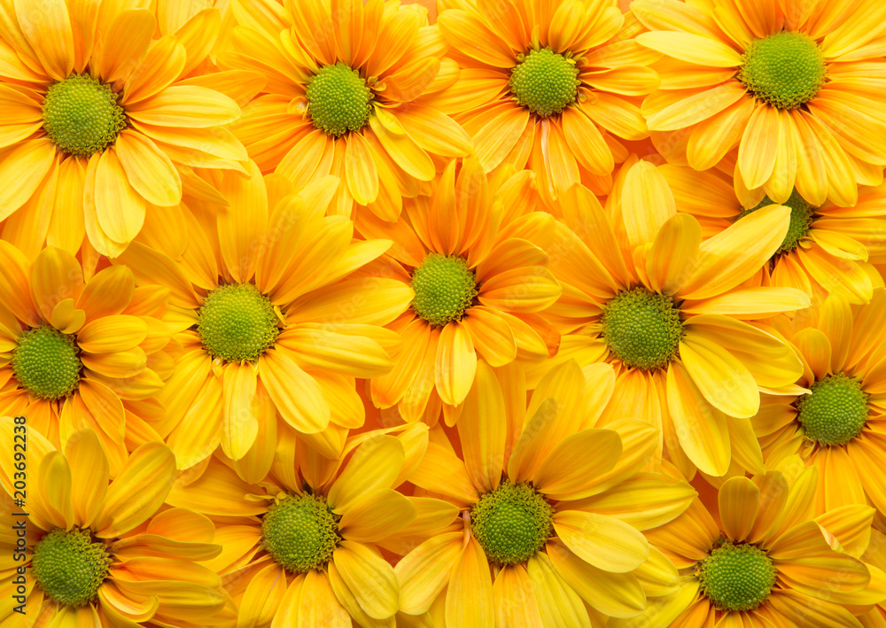 Yellow Spring Flowers Background