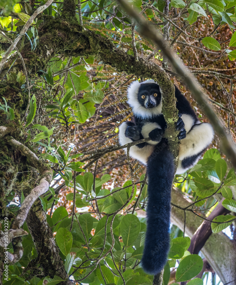 Critically endangered black-and-white ruffed lemur (Varecia variegata ...