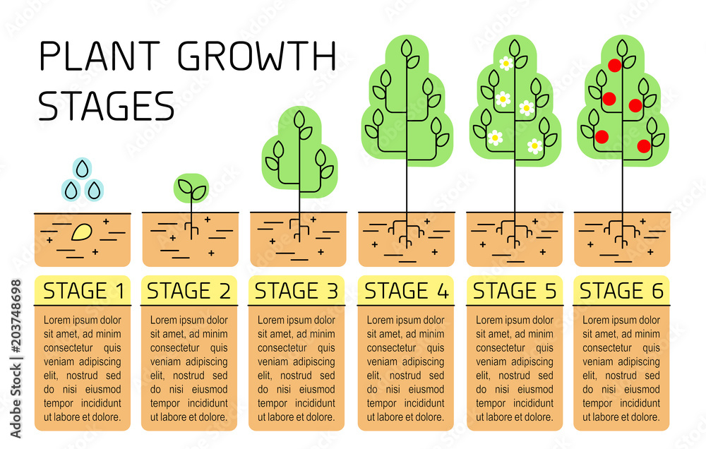 Tree growth stages infographics. Line art icons. Planting instruction ...