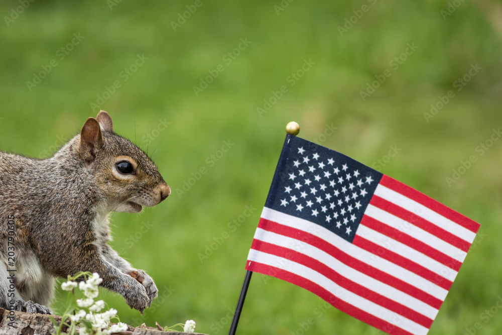 Patriotic Squirrels