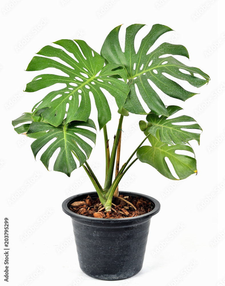 Beautiful Monstera sp. fresh green leaf growing in black pots. Stock ...